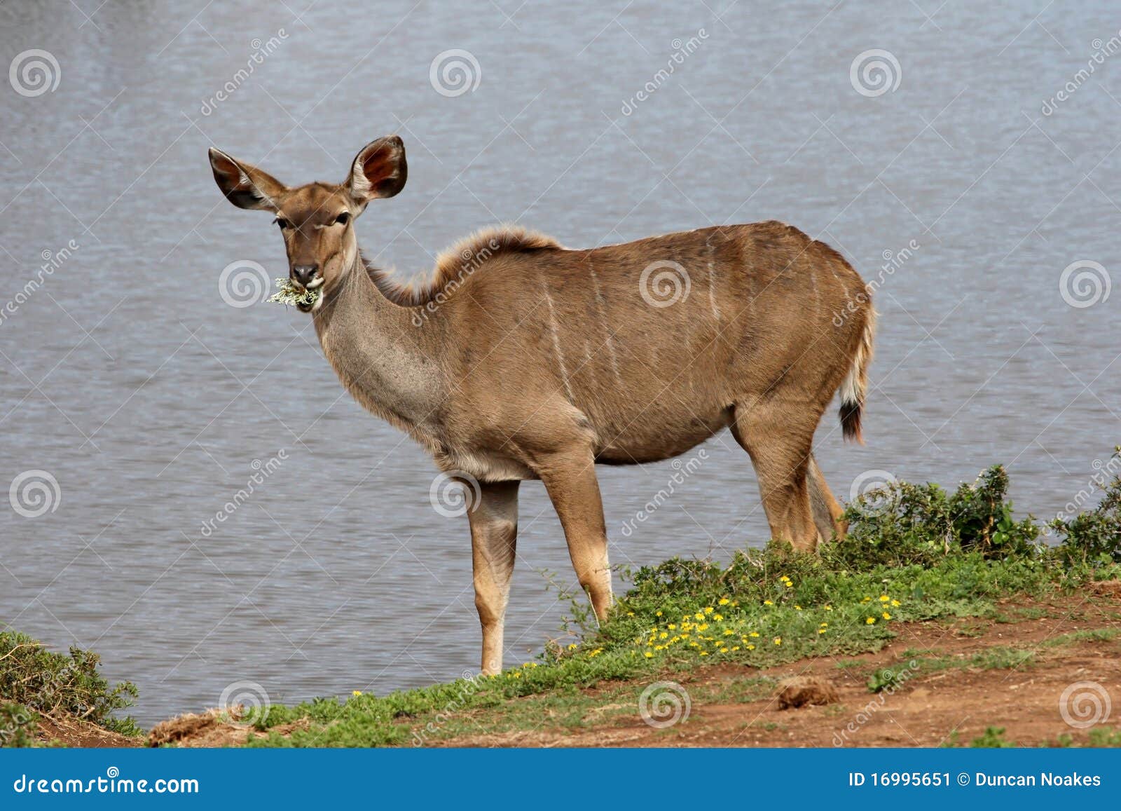 Kudu Antelope Eating stock image. Image of eating, nature - 16995651