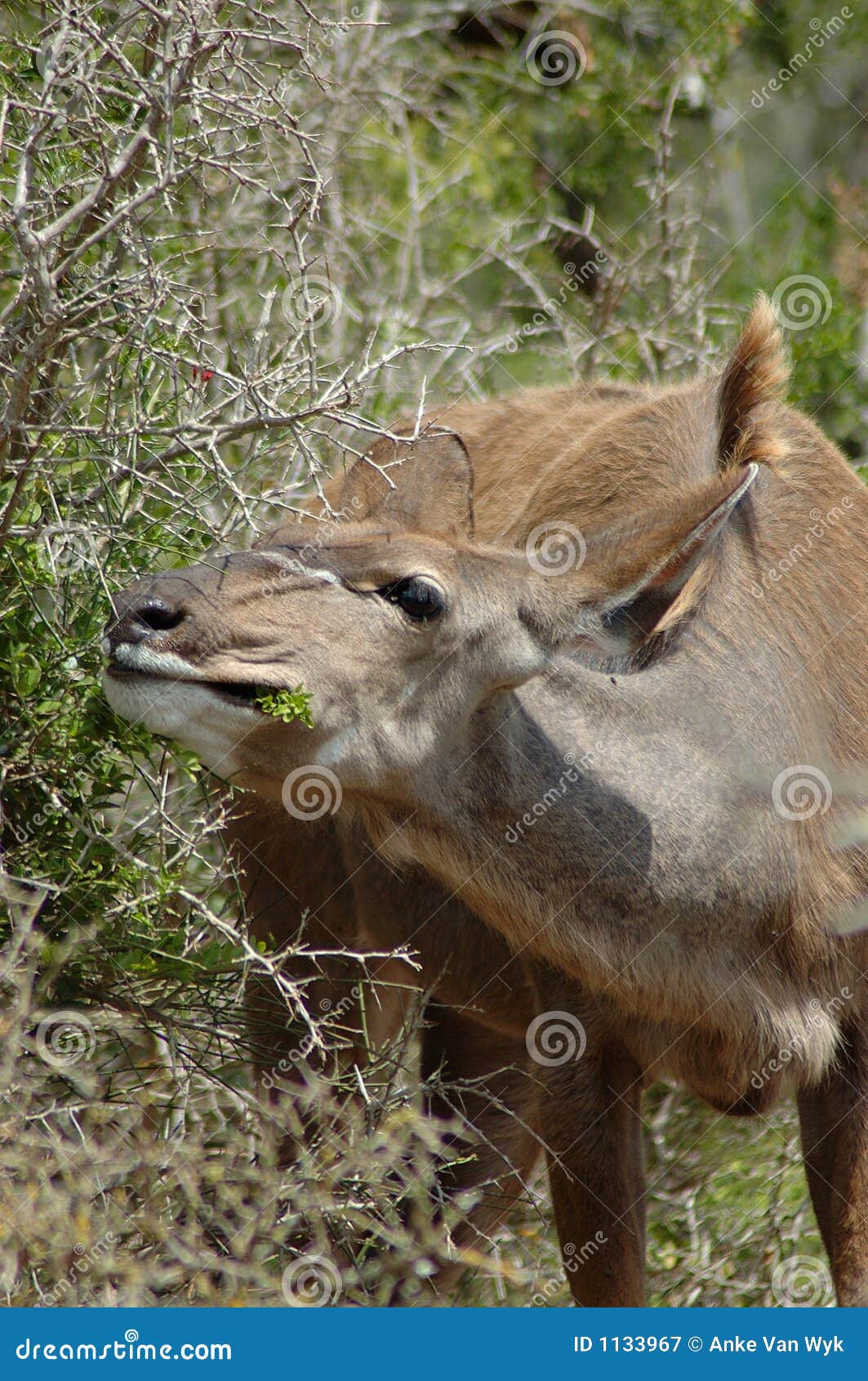 Kudu Antelope Eating Leaves Stock Image - Image of antelope, wildlife ...