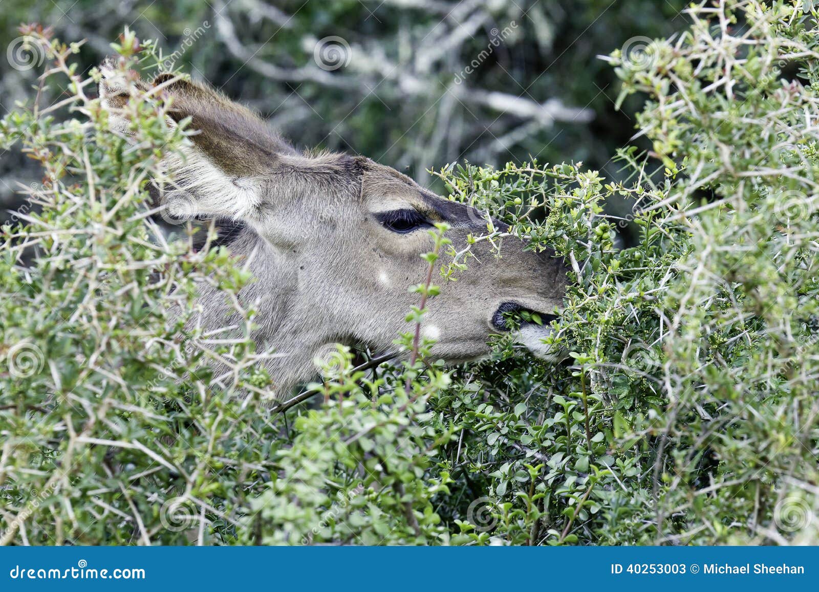 Kudu Antelope Eating Leaves Stock Image - Image of tourism, tragelphus ...