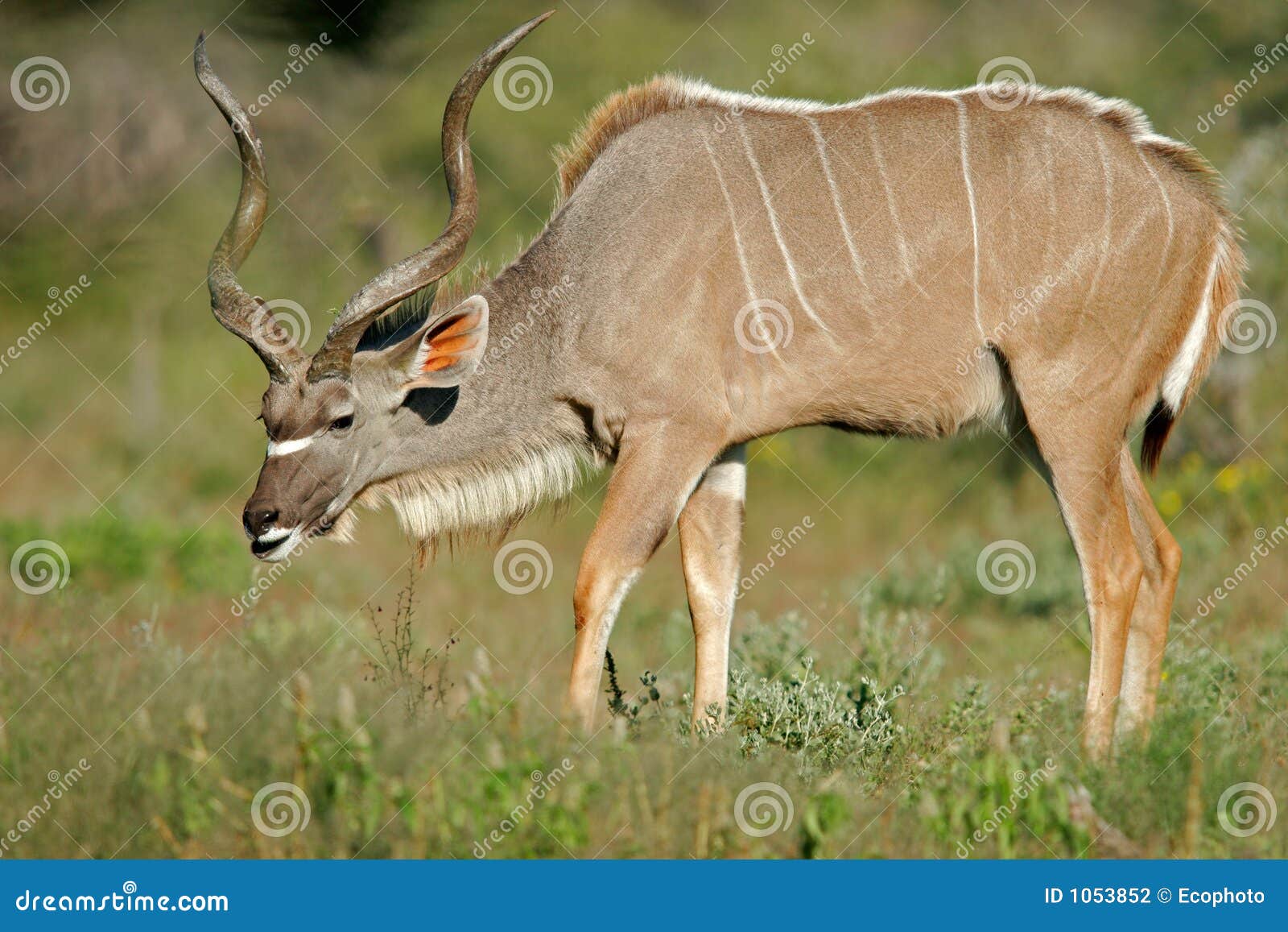 Kudu Antelope, Etosha National Park, Namibia Stock Photo - Image of ...
