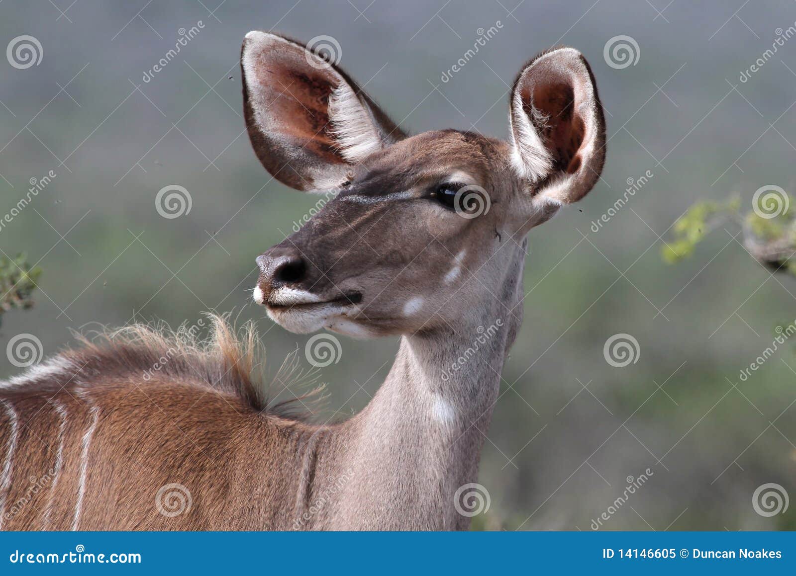 Kudu Antelope Female stock image. Image of ears, wildlife - 14146605