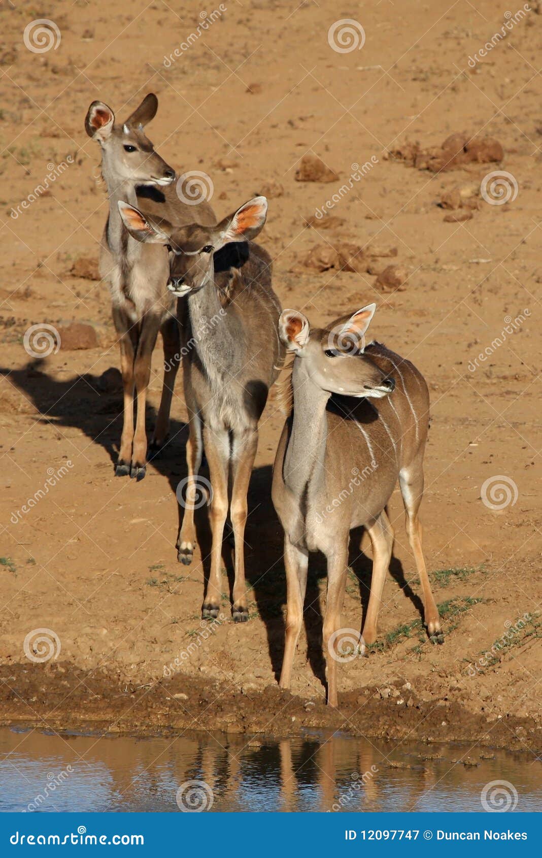 Kudu Antelope Formation stock image. Image of park, antelope - 12097747