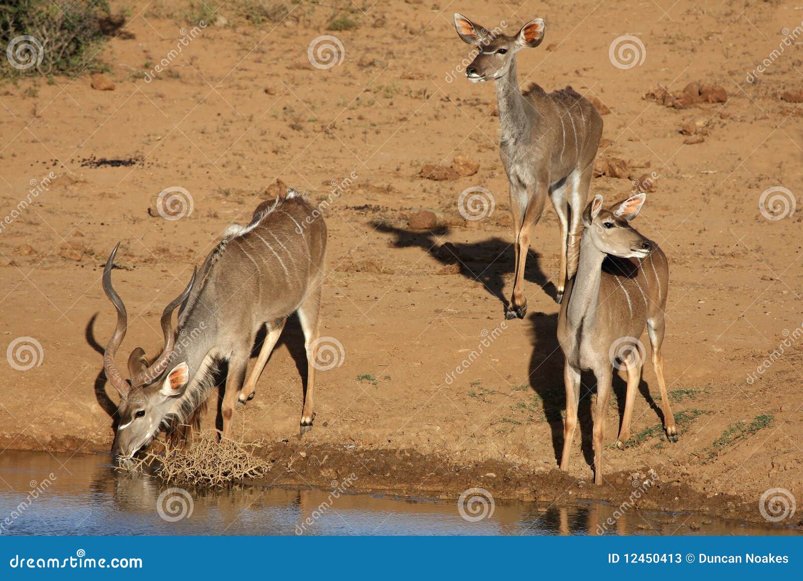 Kudu Antelope Group at Waterhole Stock Image - Image of horns, thirst ...