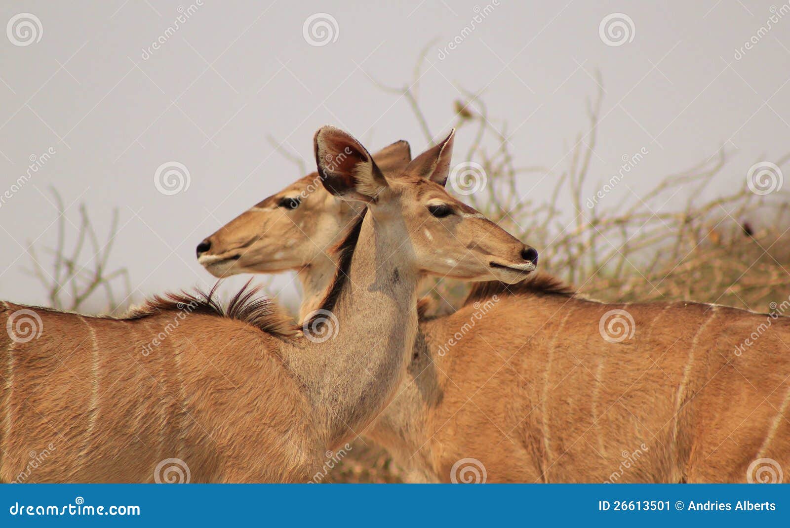 Kudu Antelope Illusion Two Headed Cow Stock Photos - Free & Royalty ...
