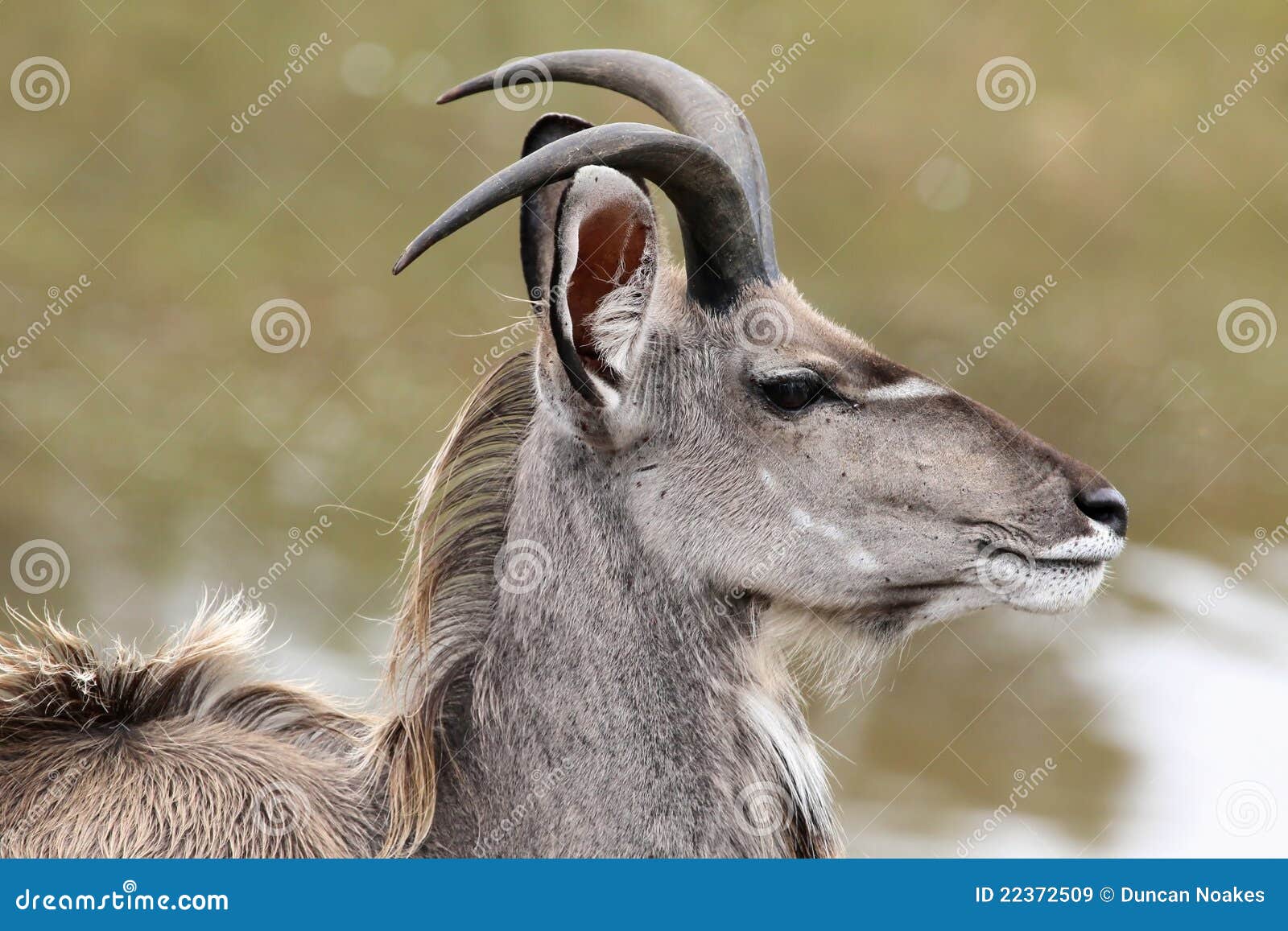 Kudu Antelope Profile stock image. Image of conservation - 22372509