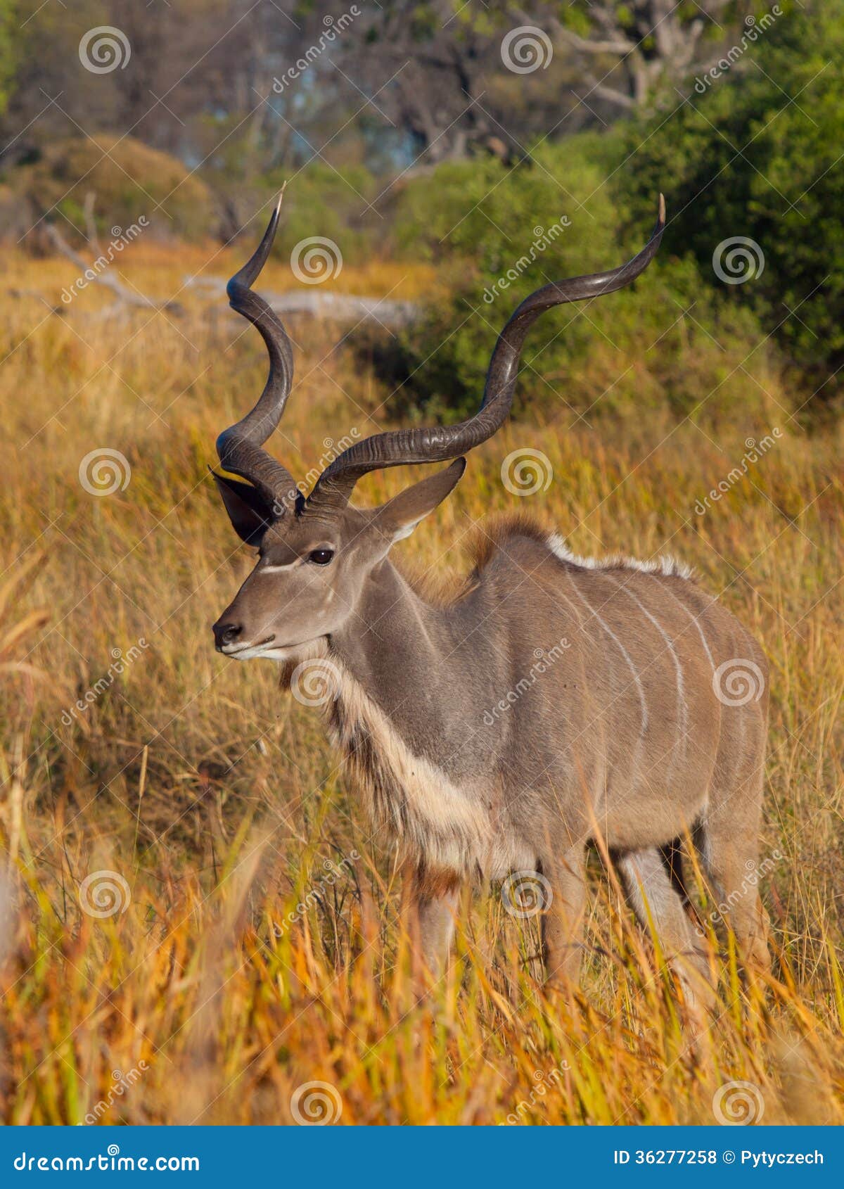Kudu antelope stock photo. Image of kudu, horn, national - 36277258