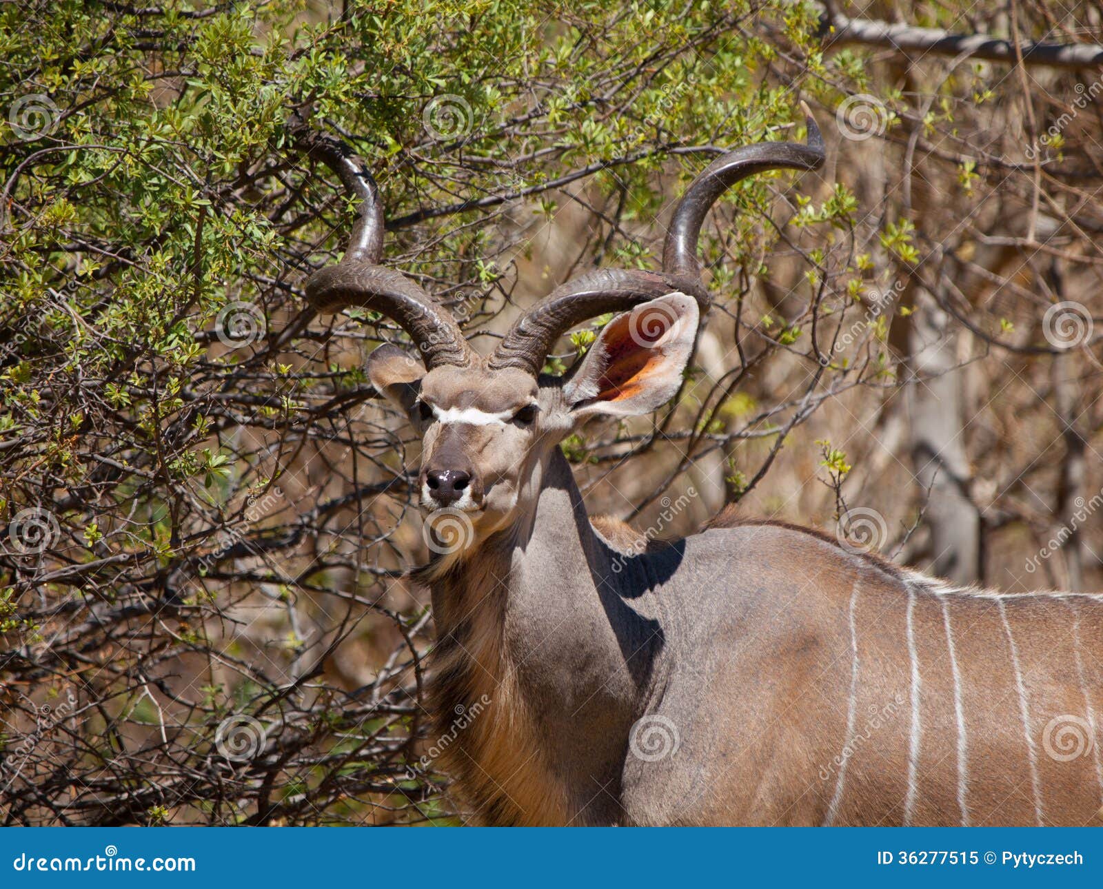 Kudu antelope stock image. Image of majestic, namibia - 36277515