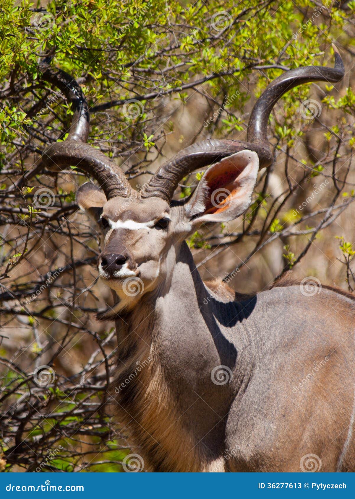 Kudu antelope stock image. Image of african, antelope - 36277613
