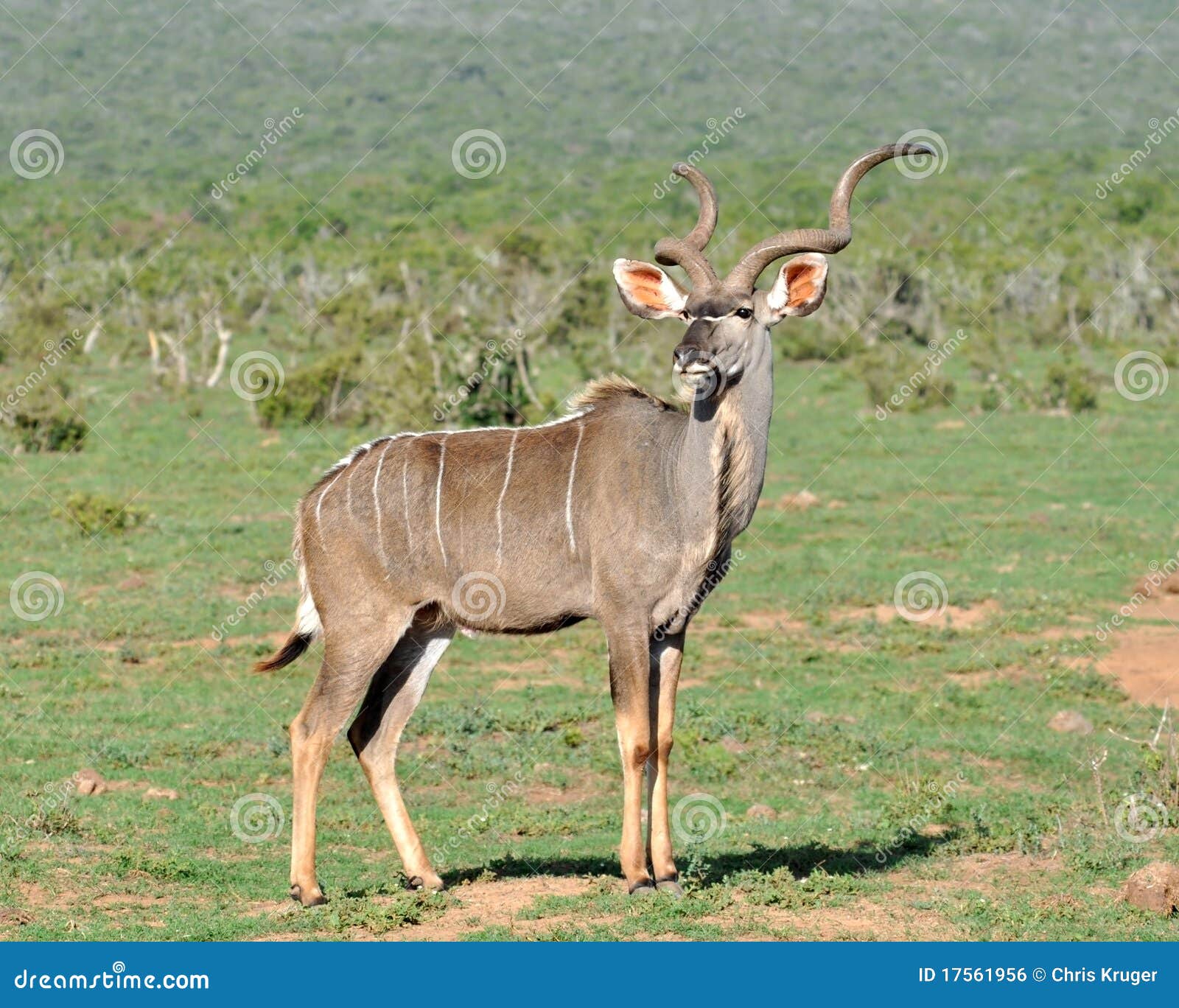 Kudu Antelope Wild in South Africa Stock Photo - Image of stare, stripe ...
