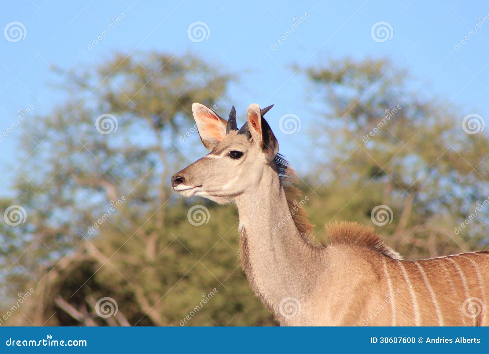 Kudu Antelope - Wildlife from Africa - Young Life Stock Photo - Image ... Kudu Antelope - Wildlife from Africa - Young Life Stock Photo - Image ...