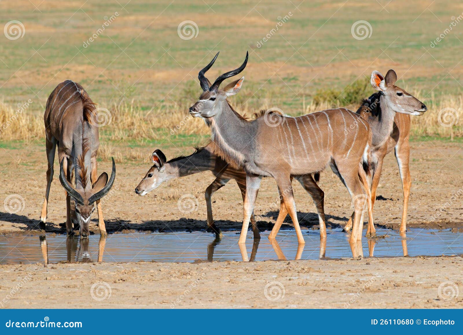 Kudu antelopes stock photo. Image of kgalagadi, nature - 26110680