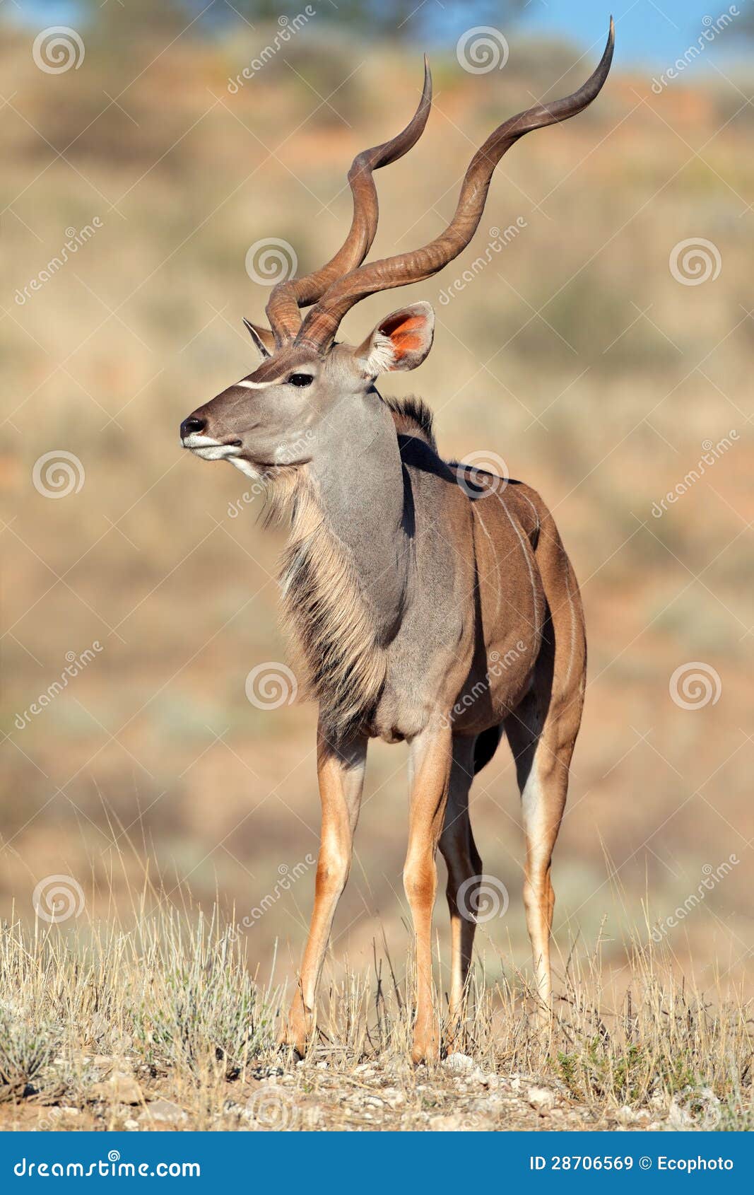 Kudu antylopa obraz stock. Obraz złożonej z wspaniały - 28706569