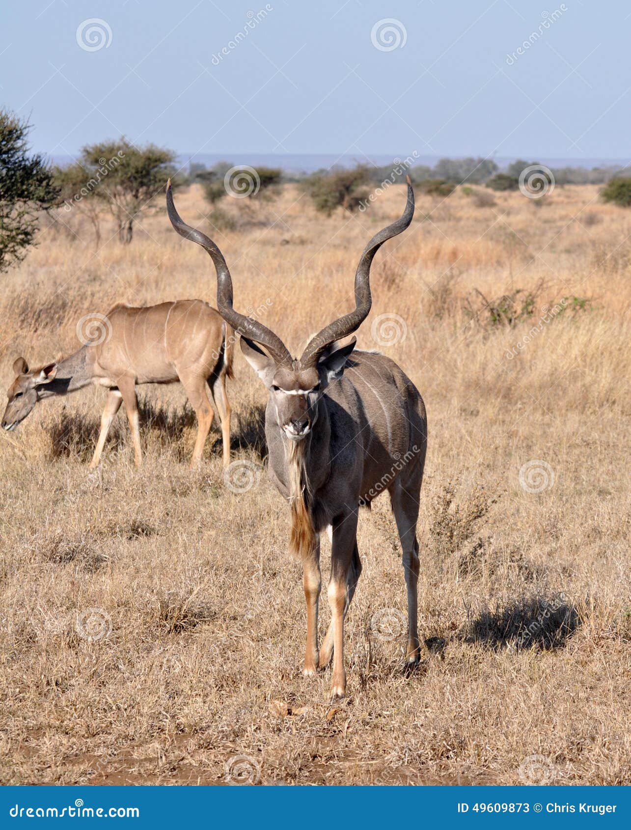 Kudu antylopa obraz stock. Obraz złożonej z południe - 49609873