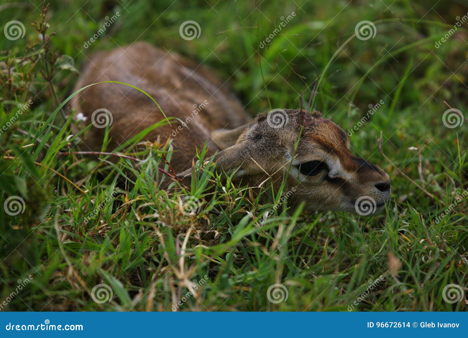 Kudu stock photo. Image of bush, antelope, kenya, wildlife - 96672614