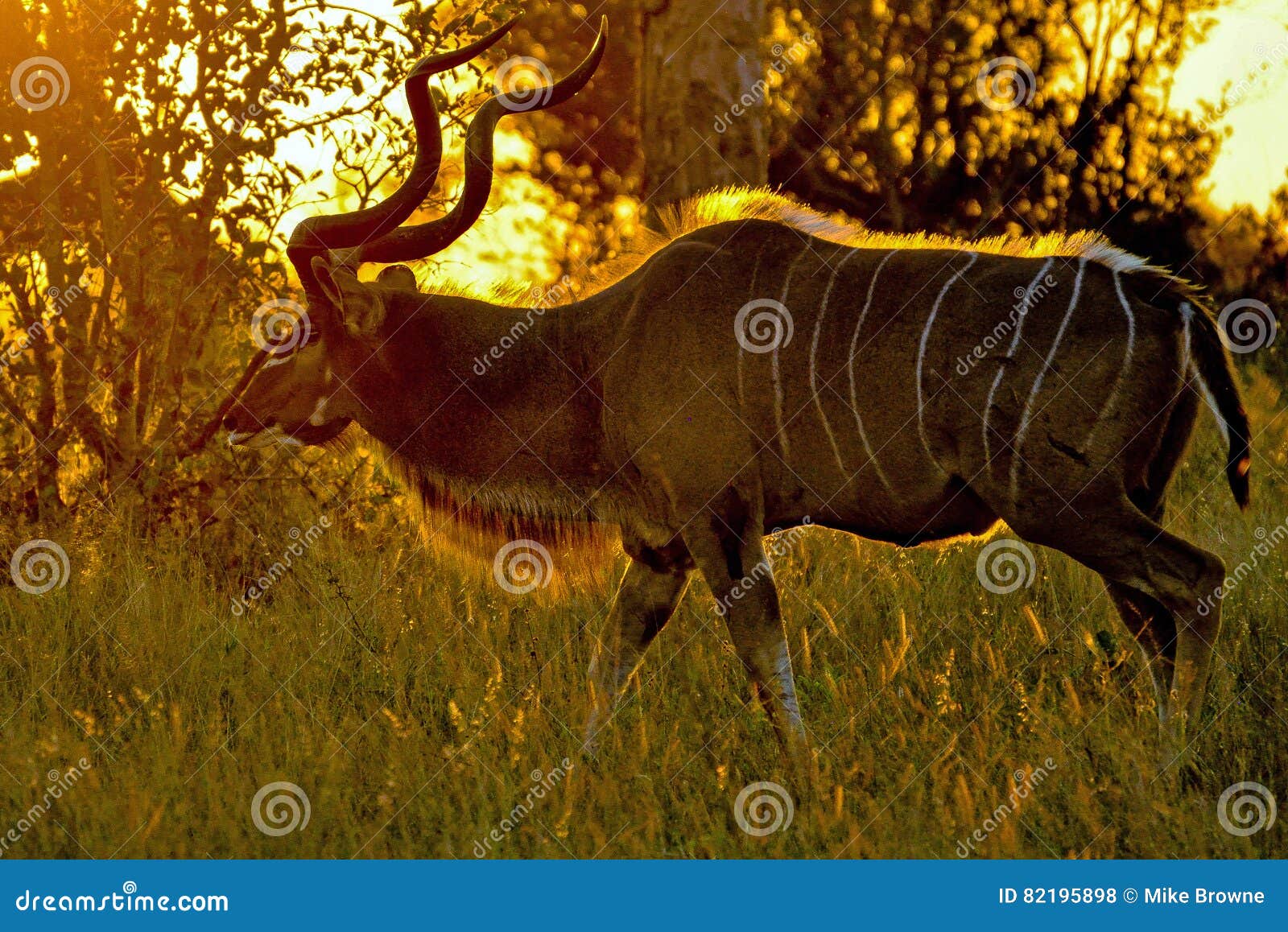 Kudu Buck at sunset stock photo. Image of silhouetted - 82195898