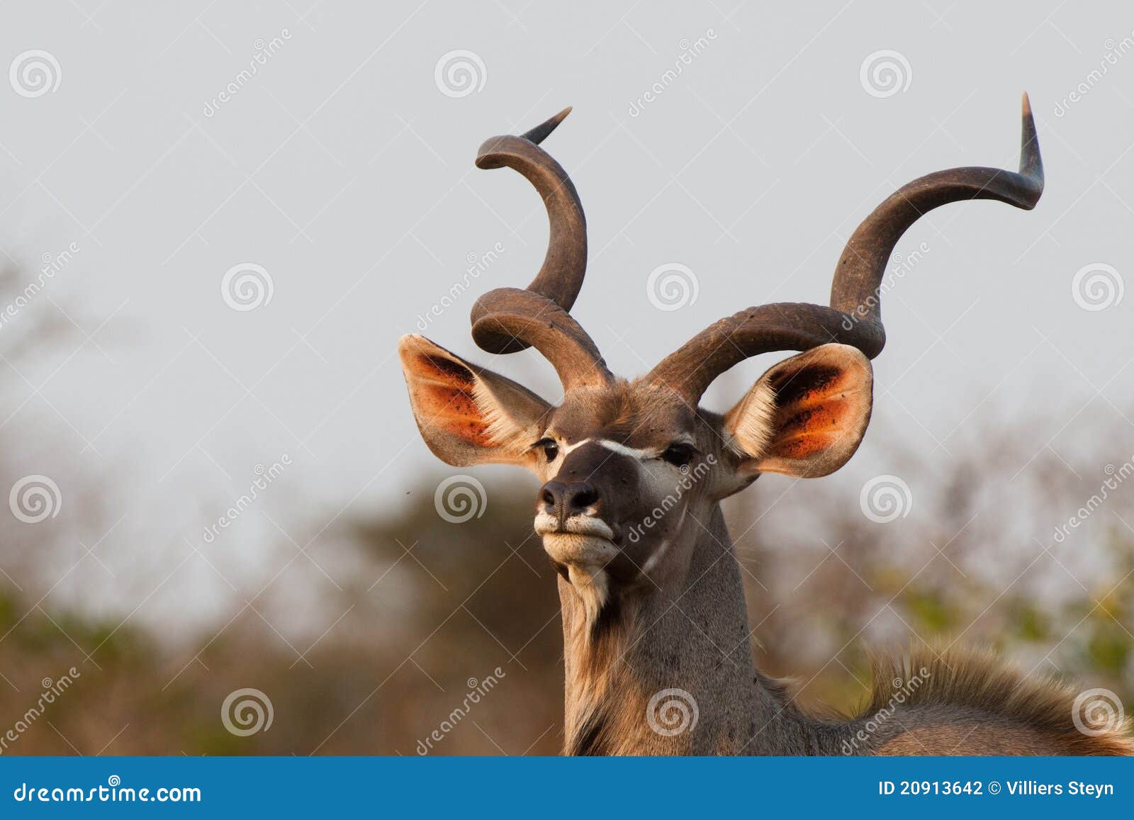 Kudu Bull Royalty-Free Stock Photography | CartoonDealer.com #21026165