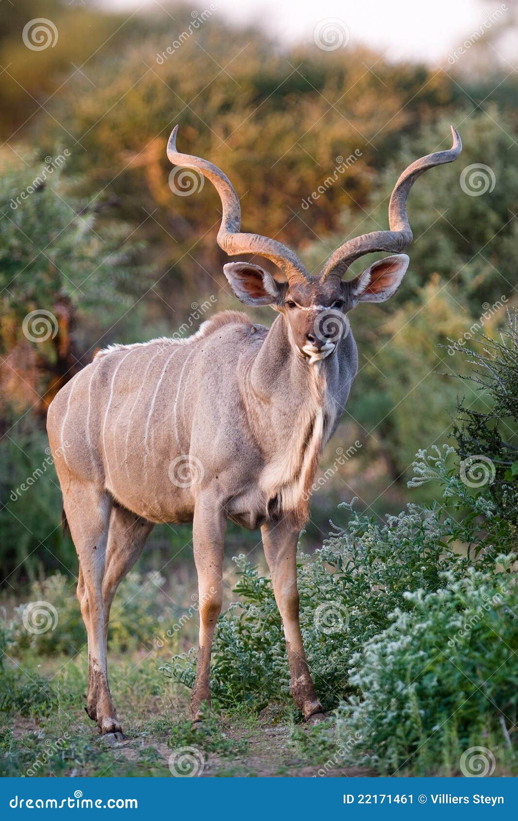 Kudu bull stock image. Image of muscular, bushes, body - 22171461