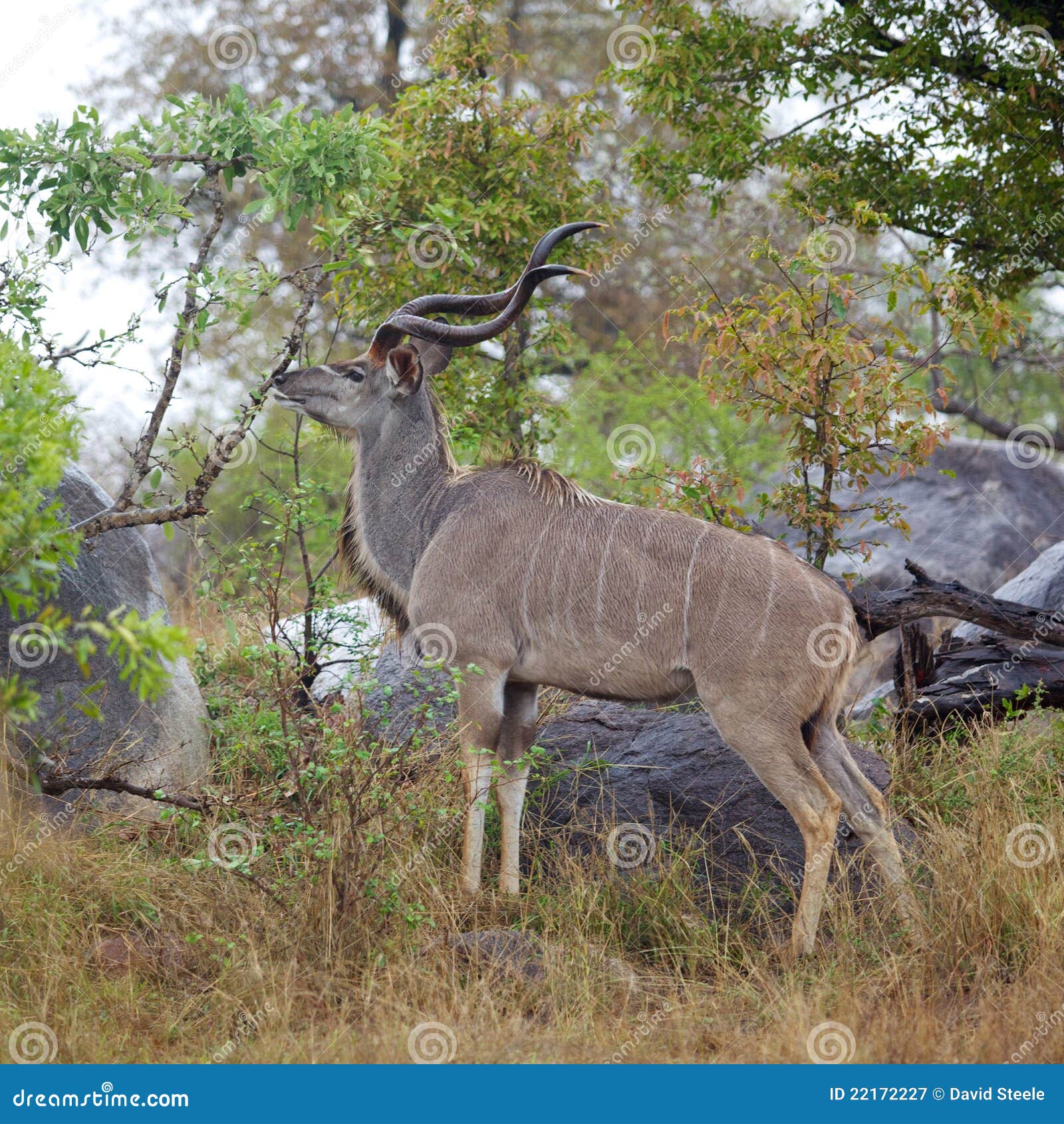 Kudu Bull stock image. Image of tragelaphus, woodland - 22172227