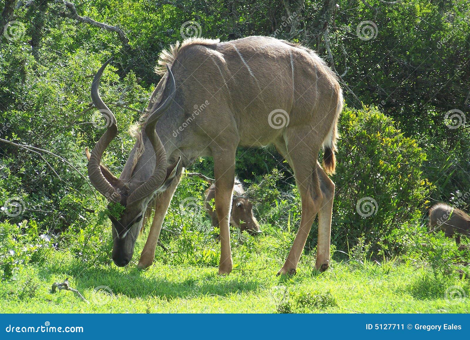 Kudu Bull stock image. Image of kudu, addo, buck, male - 5127711