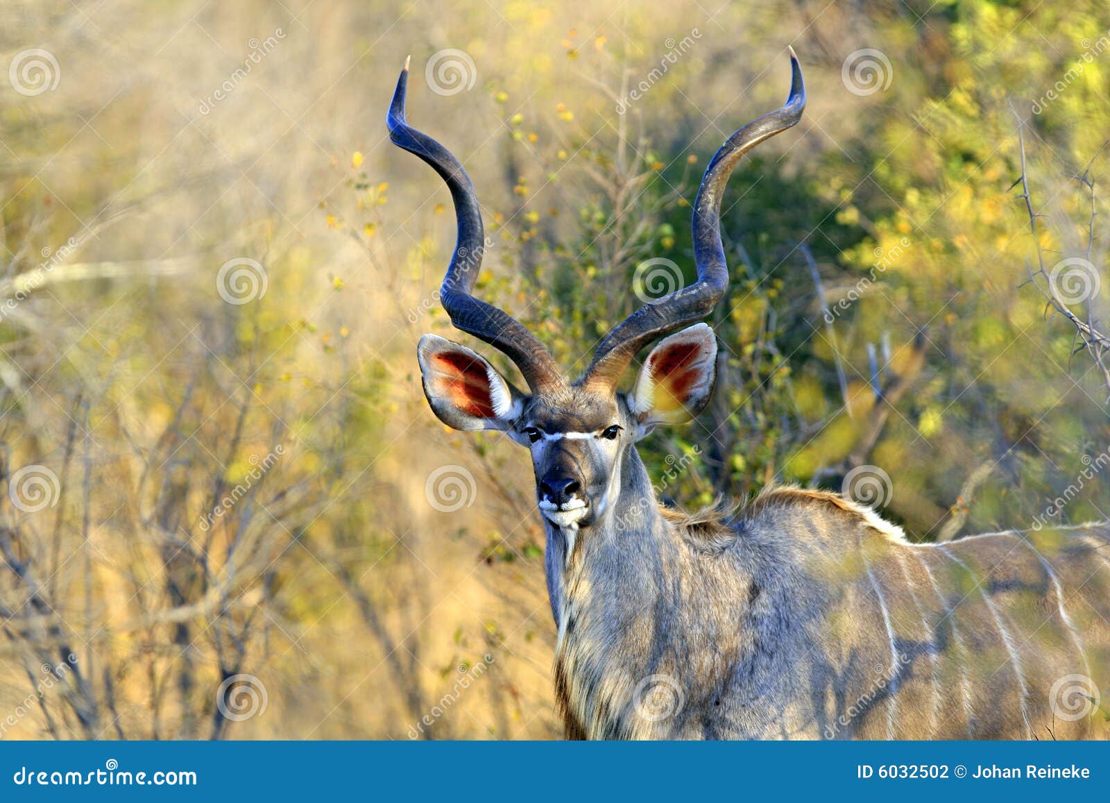 Kudu Bull Water Color Stock Photos - Free & Royalty-Free Stock Photos ...