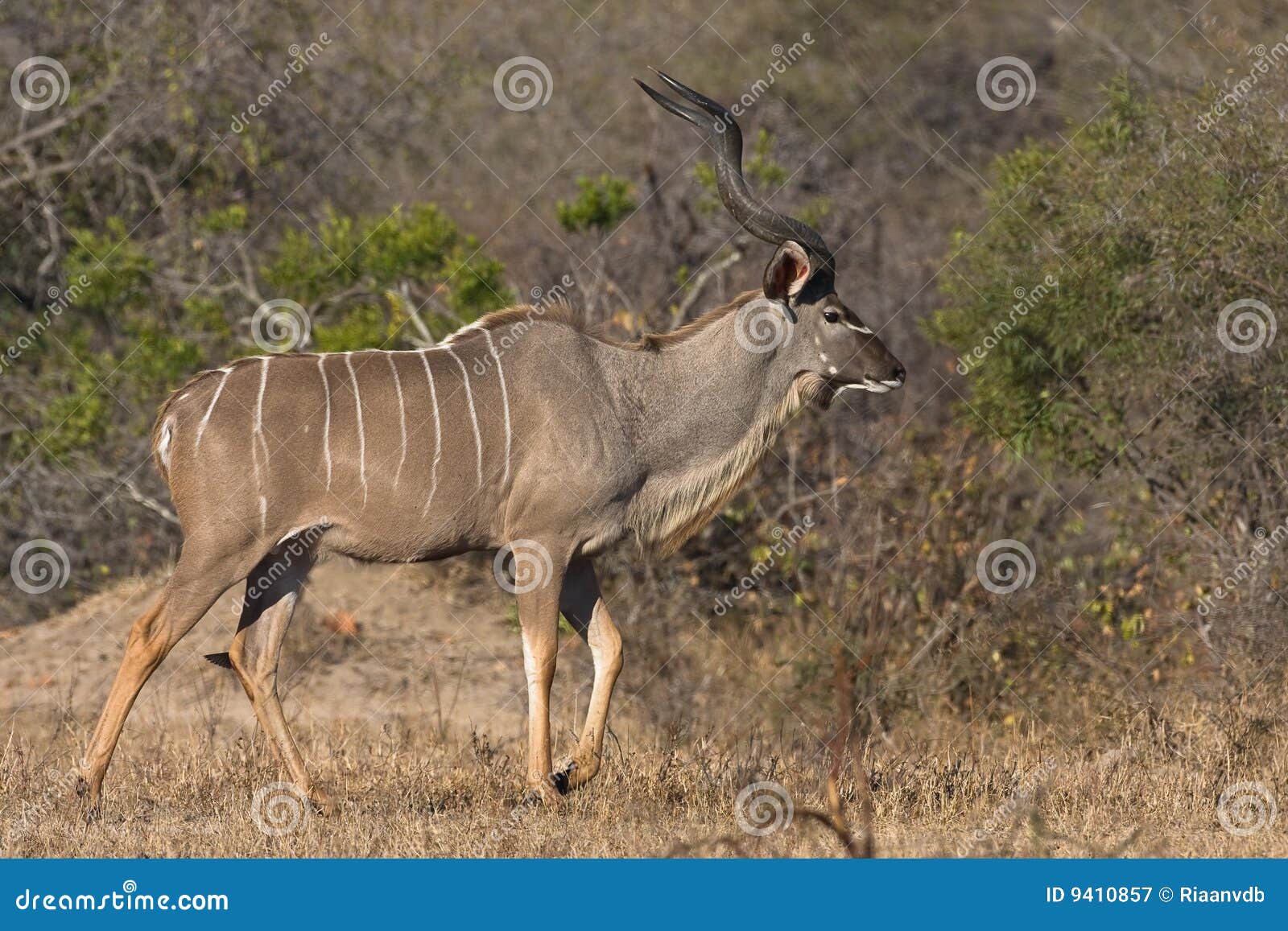 Kudu bull stock image. Image of savanna, africa, conservation - 9410857