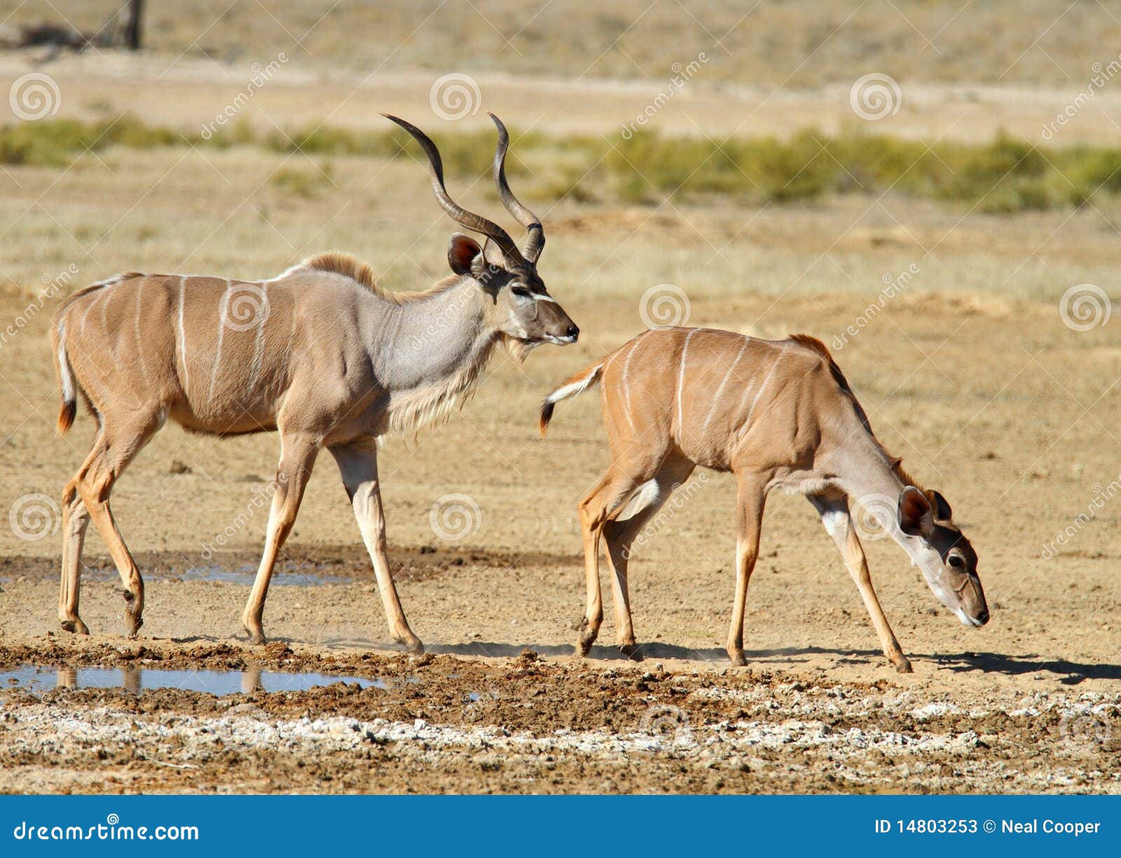 Kudu Bull and Ewe stock image. Image of ears, shoots - 14803253