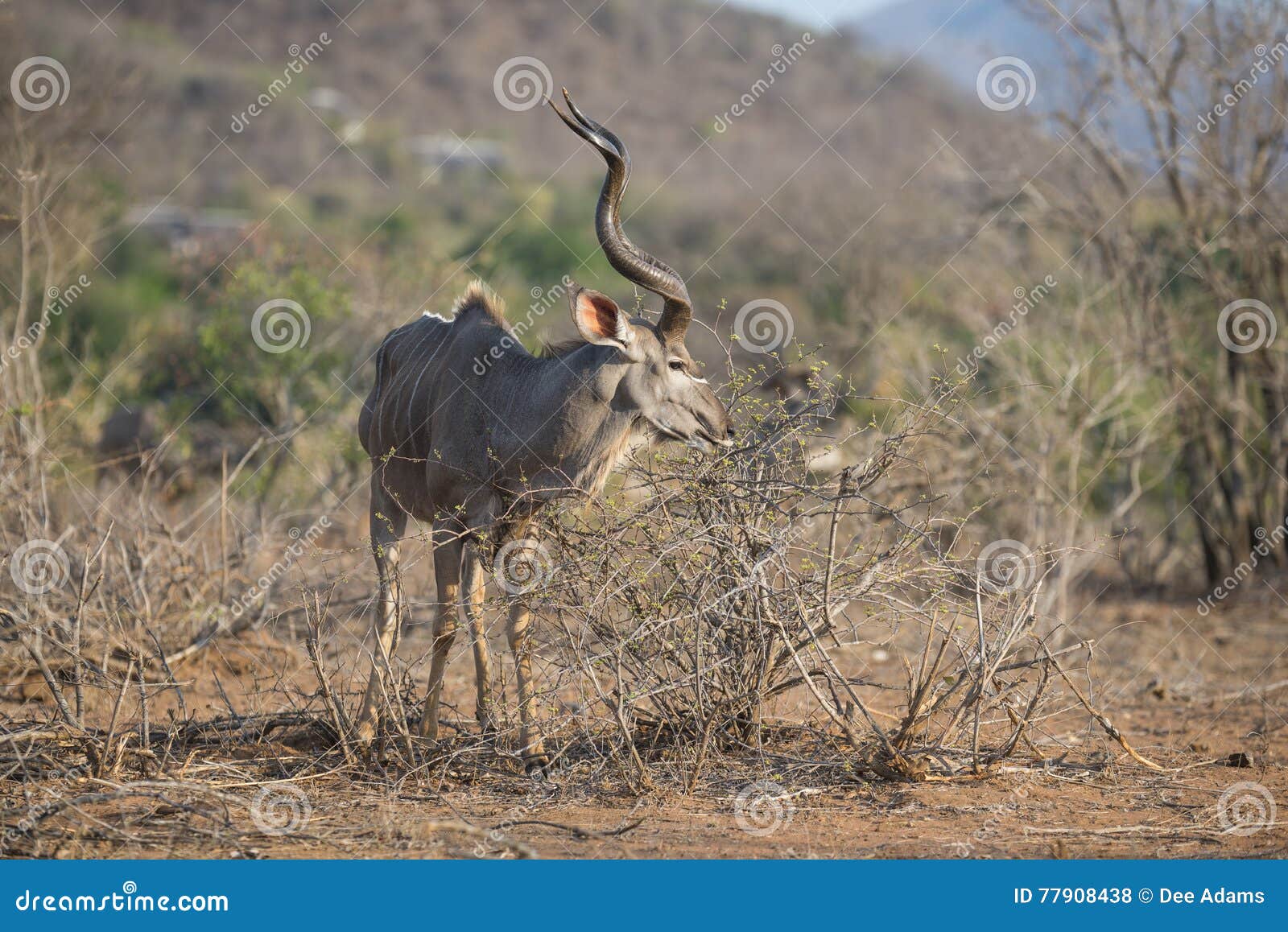 Kudu Bull Feeding Off a Shrub Stock Photo - Image of game, kruger: 77908438