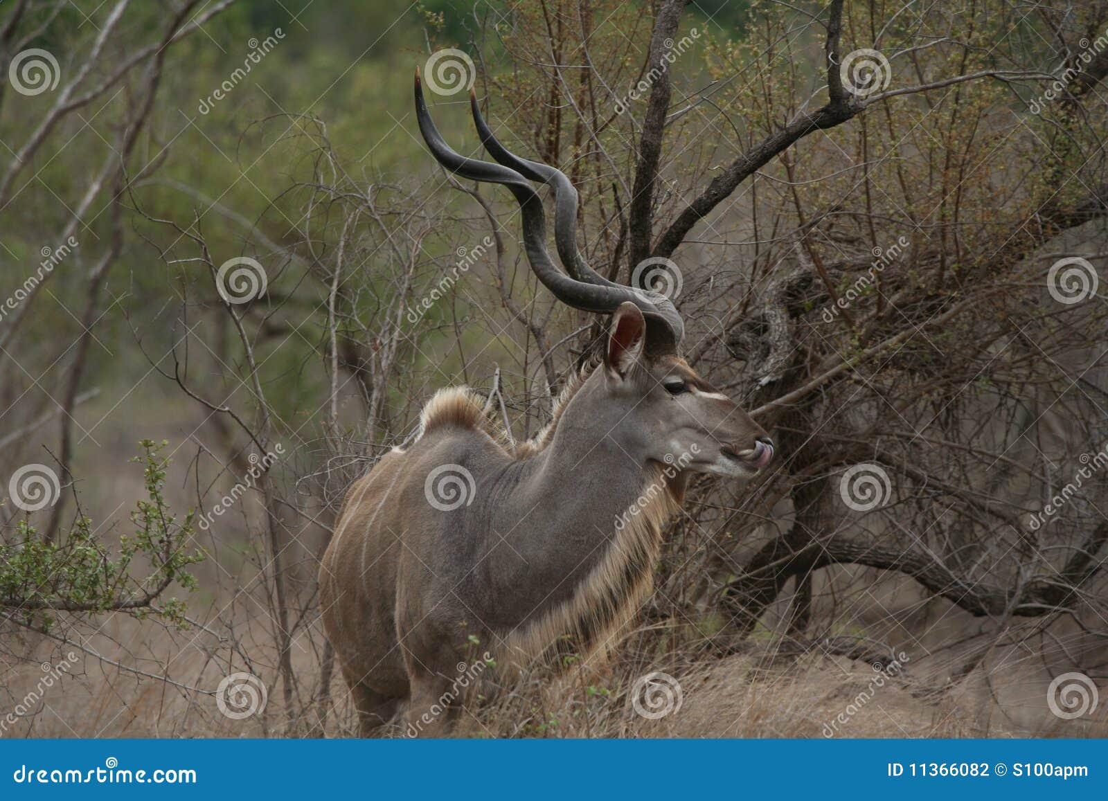 A Kudu Bull with Ivory Tips Stock Photo - Image of male, kudu: 11366082