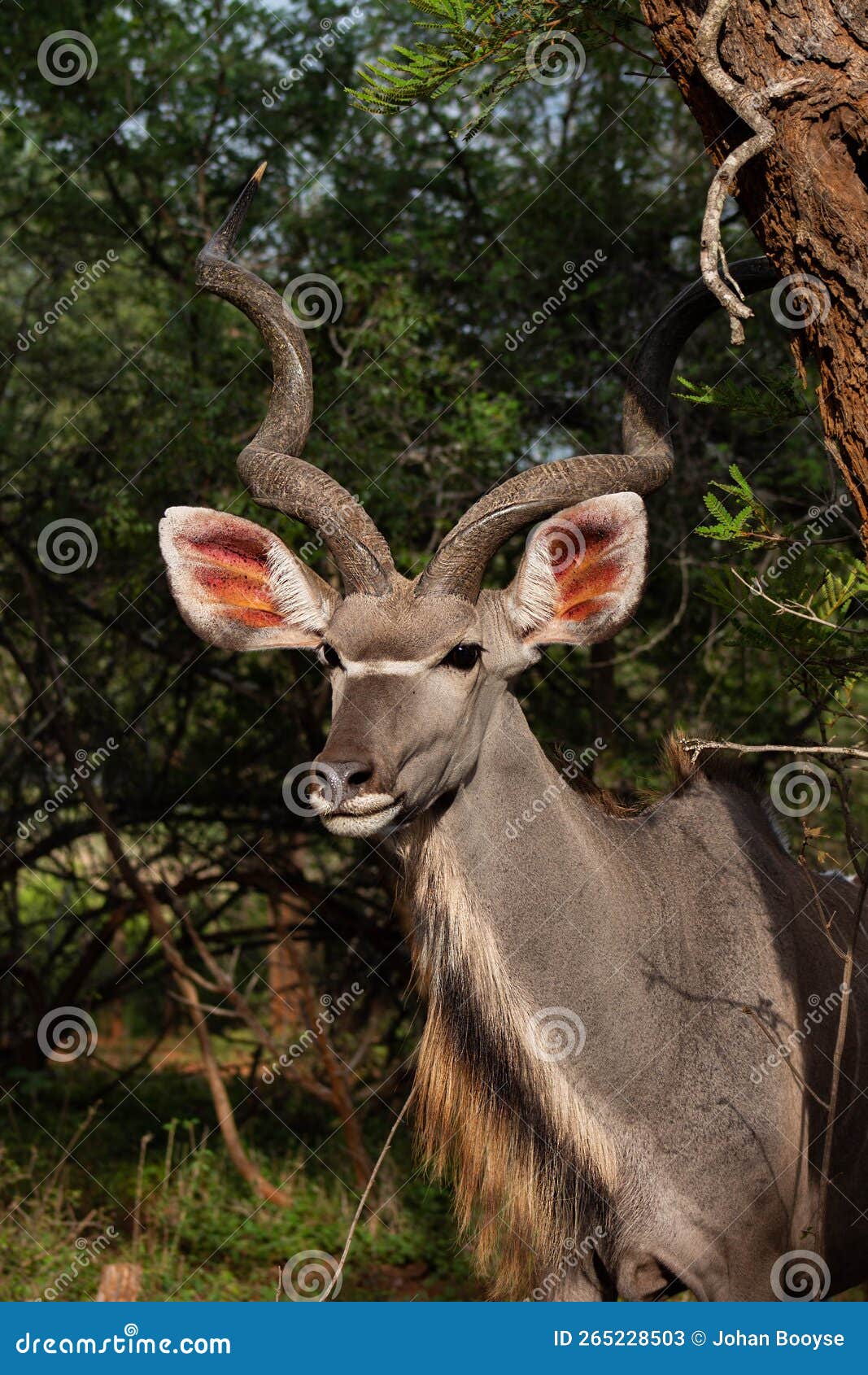 Kudu stock image. Image of bovine, horn, plant, savanna - 265228503