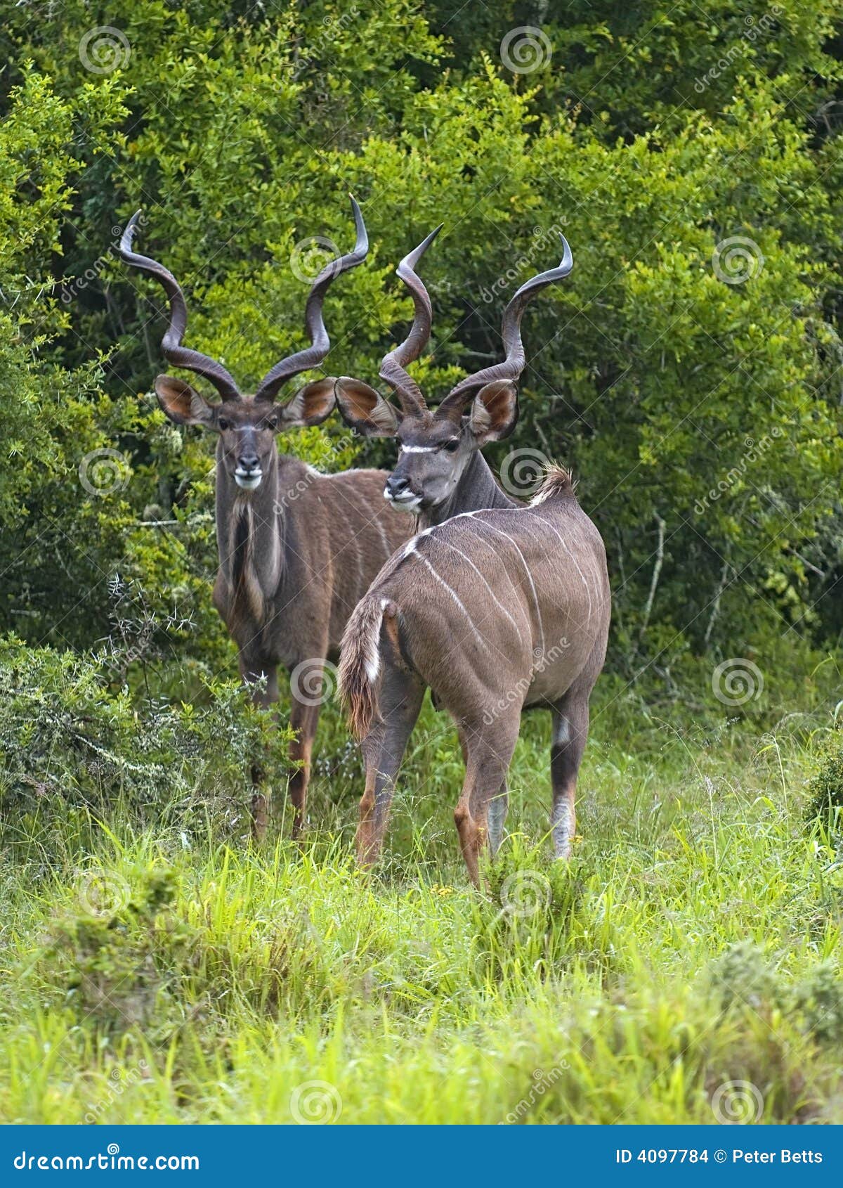 Kudu Bull Pair stock photo. Image of bushveld, photogenic - 4097784