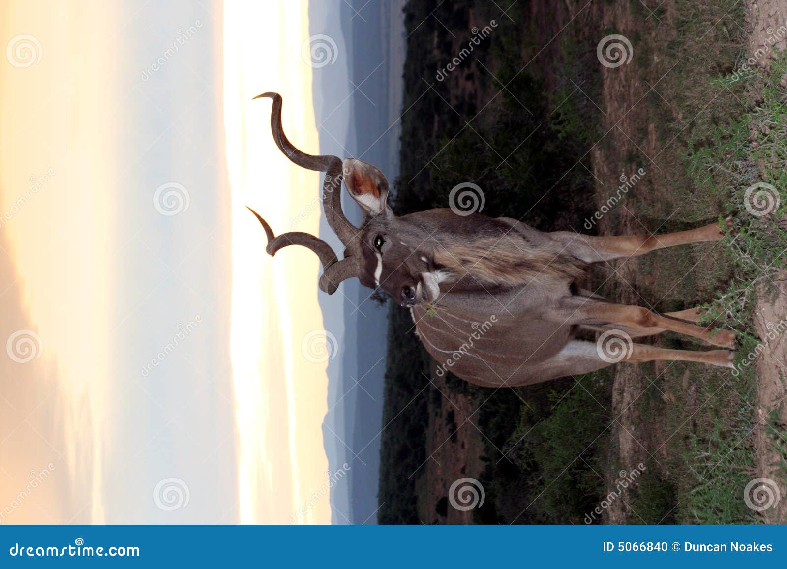 Kudu Bull and Sunset stock photo. Image of herbivore, game - 5066840