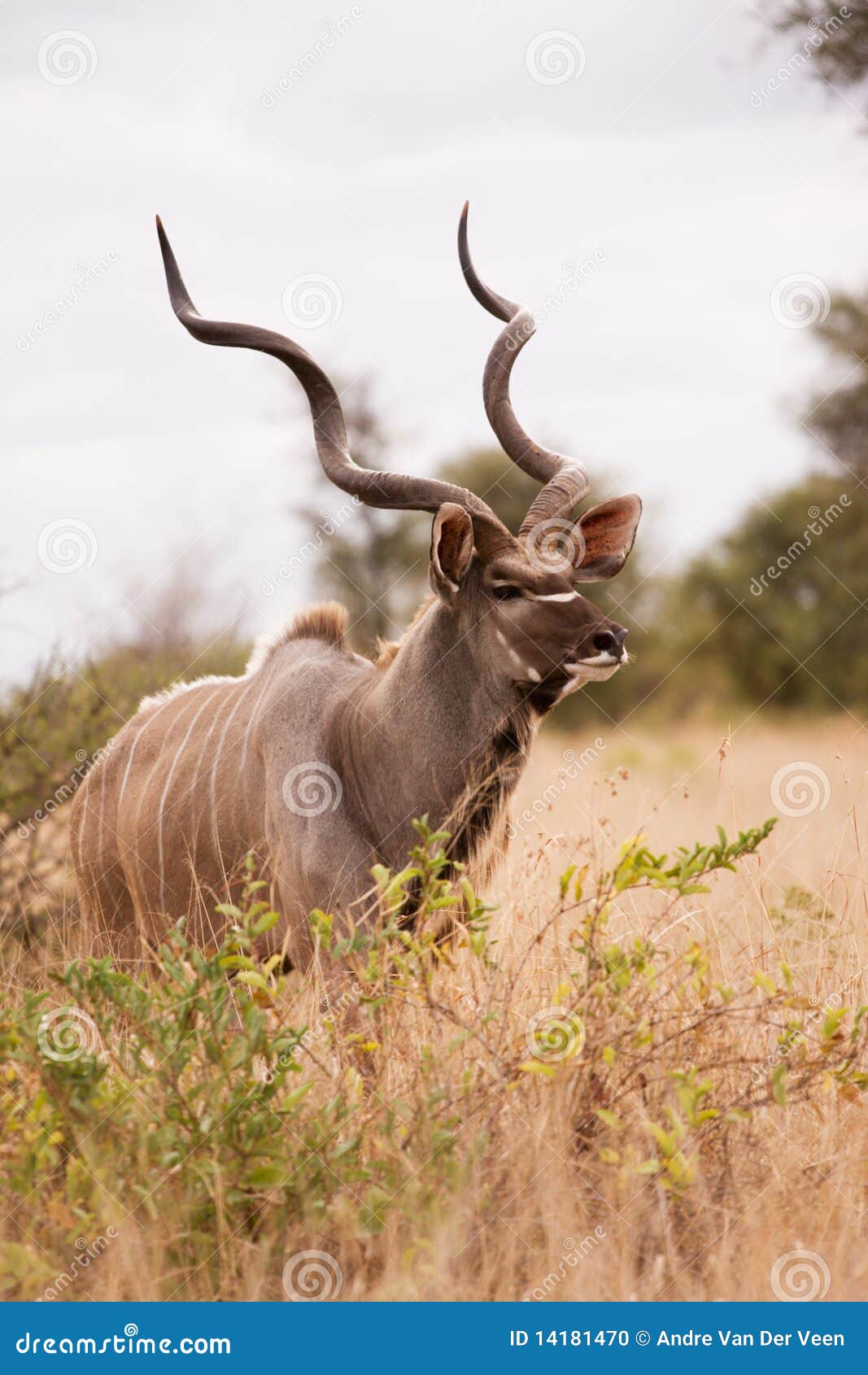 Kudu Bull Walking Alone in the Wild Stock Photo - Image of mammal ...