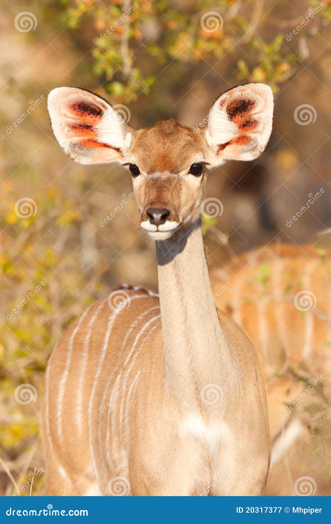 Kudu Calf stock image. Image of african, deer, female - 20317377