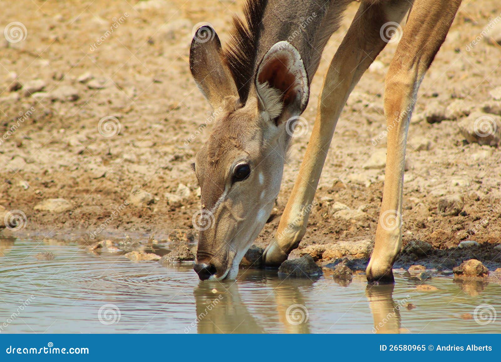 Kudu Cow- African Antelope Close-up Stock Image - Image of hooves ...