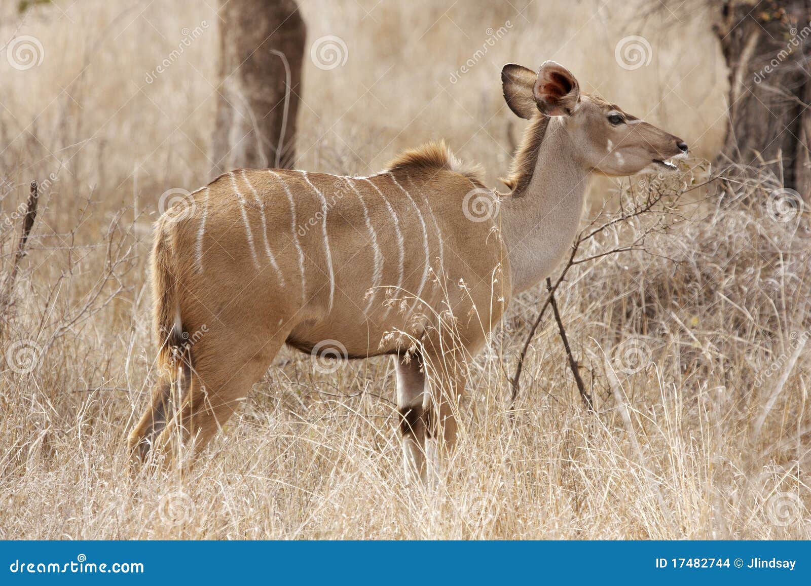 Kudu cow browsing in bush stock photo. Image of trees - 17482744