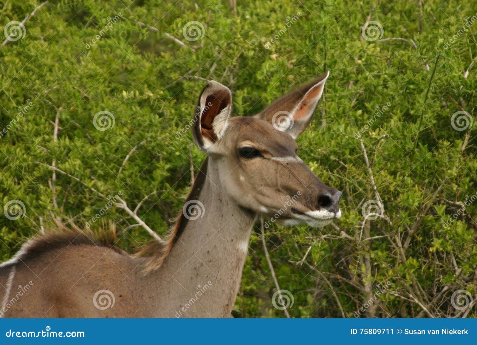 Kudu cow stock image. Image of wildlife, game, eating - 75809711