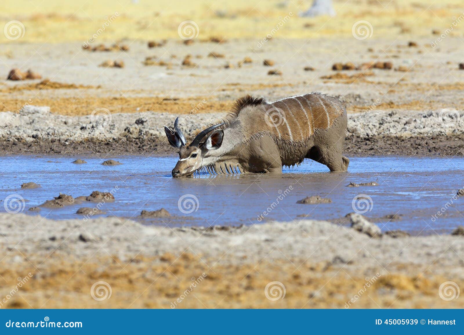 Kudu Drinking muddy water stock image. Image of muddy - 45005939