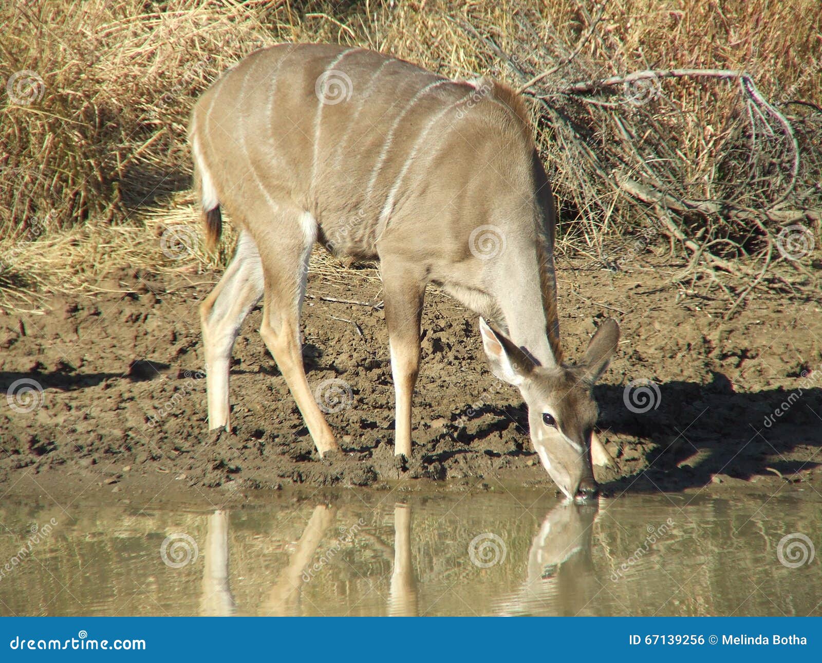 Kudu drinking water stock photo. Image of wildlife, landscape - 67139256