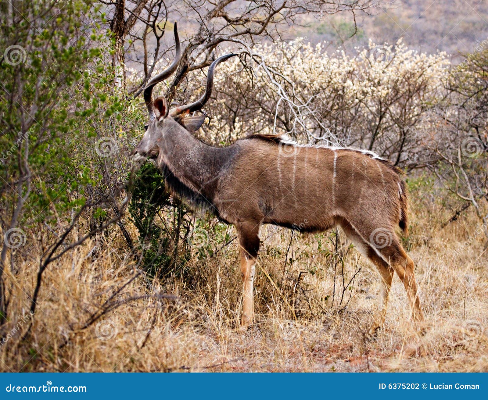 Kudu eating stock photo. Image of kudu, mammals, vegetation - 6375202