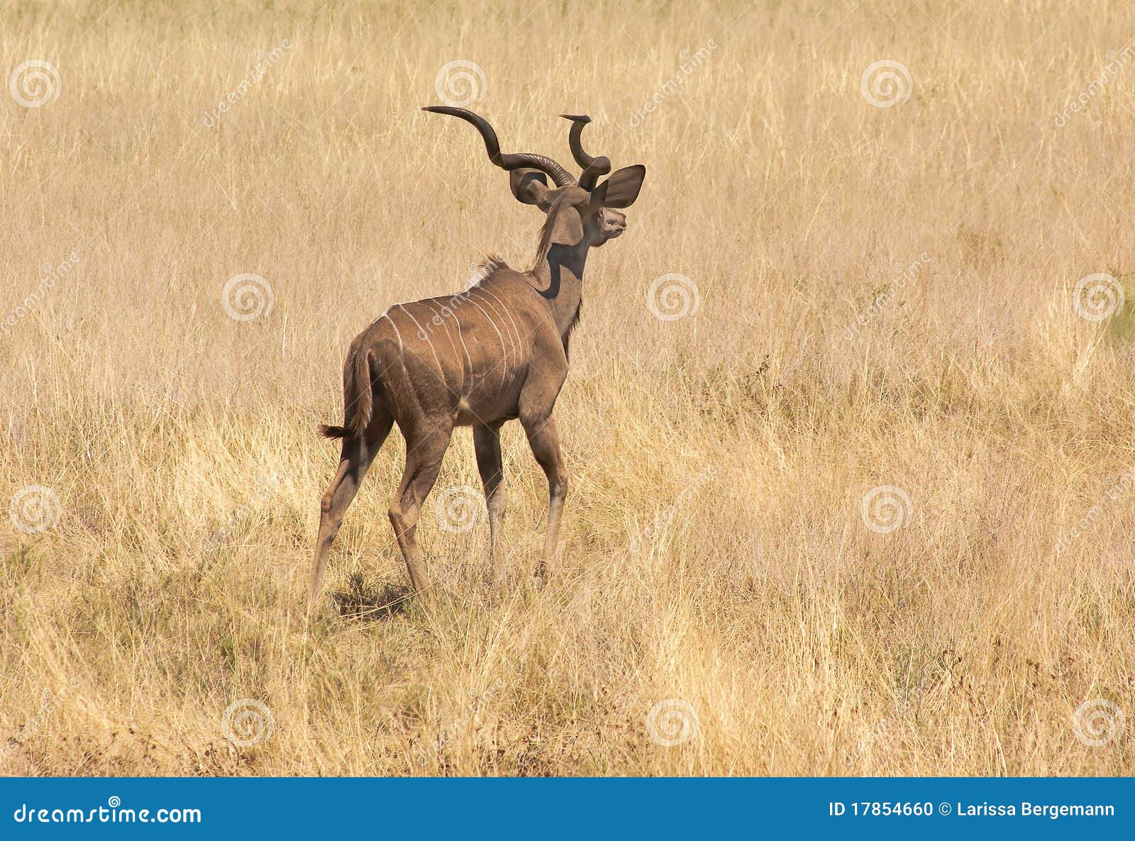 Kudu in Etosha, Namibia stock photo. Image of wild, horns - 17854660