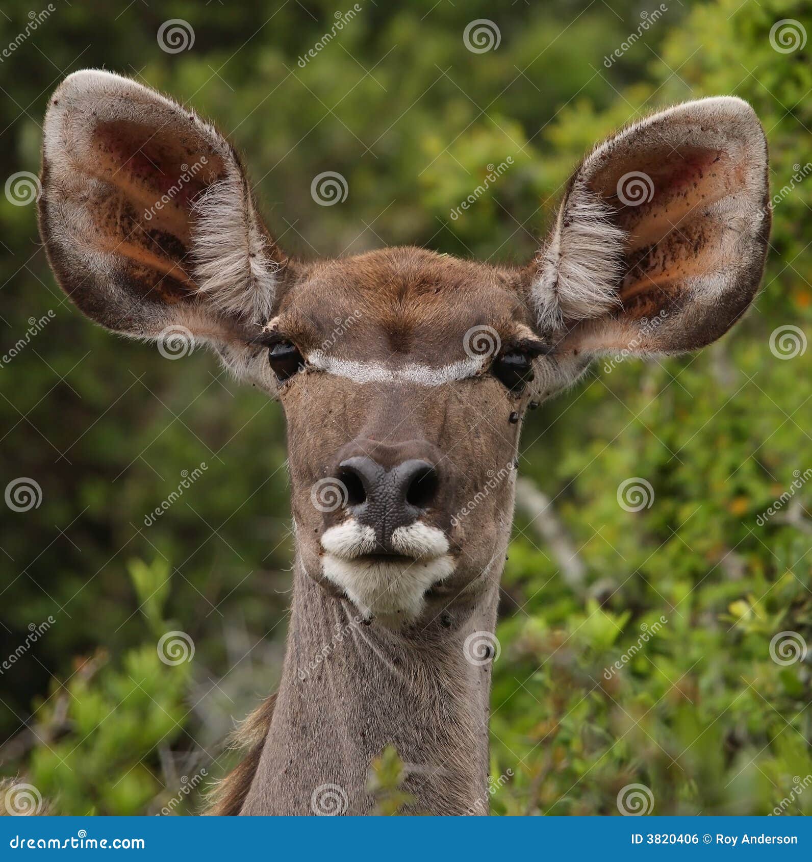 Kudu ewe stock photo. Image of parasites, antelope, young - 3820406