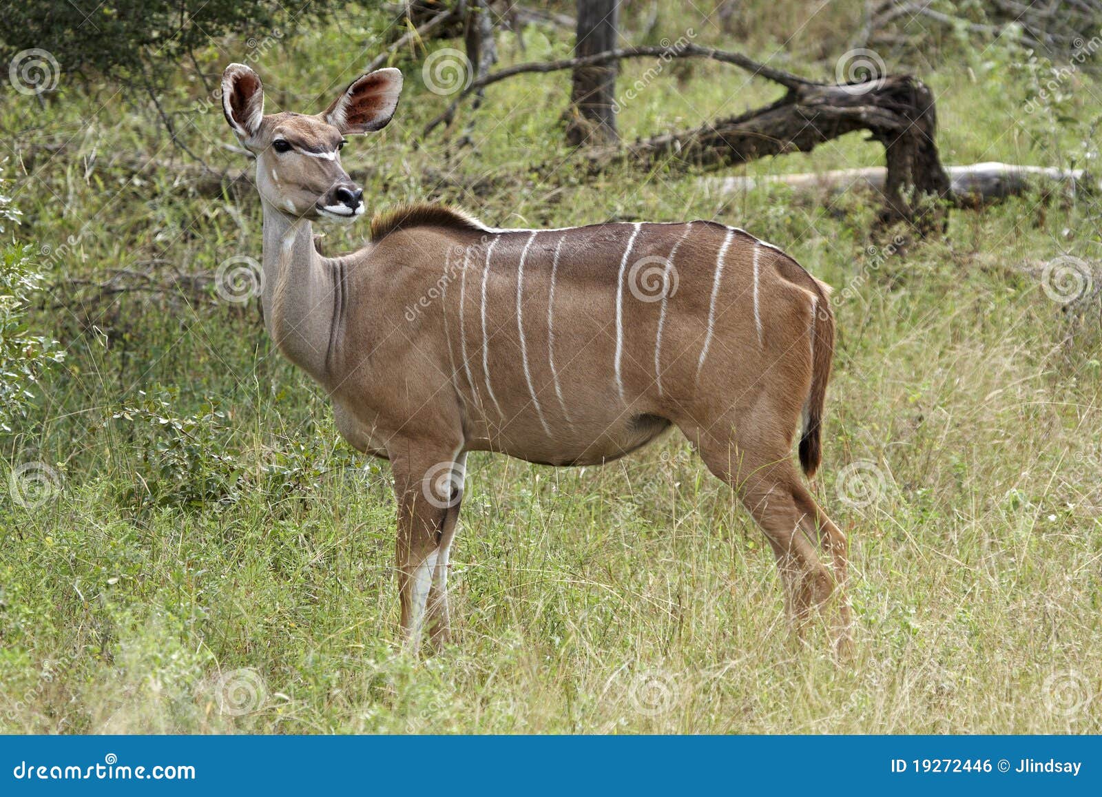 Kudu Ewe on Alert in the Bushveld Stock Photo - Image of herbivore ...