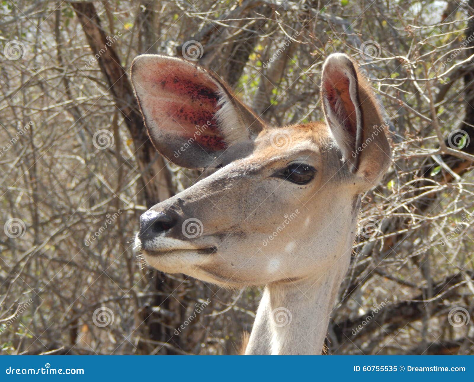 Kudu ewe head stock image. Image of national, head, bushveld - 60755535