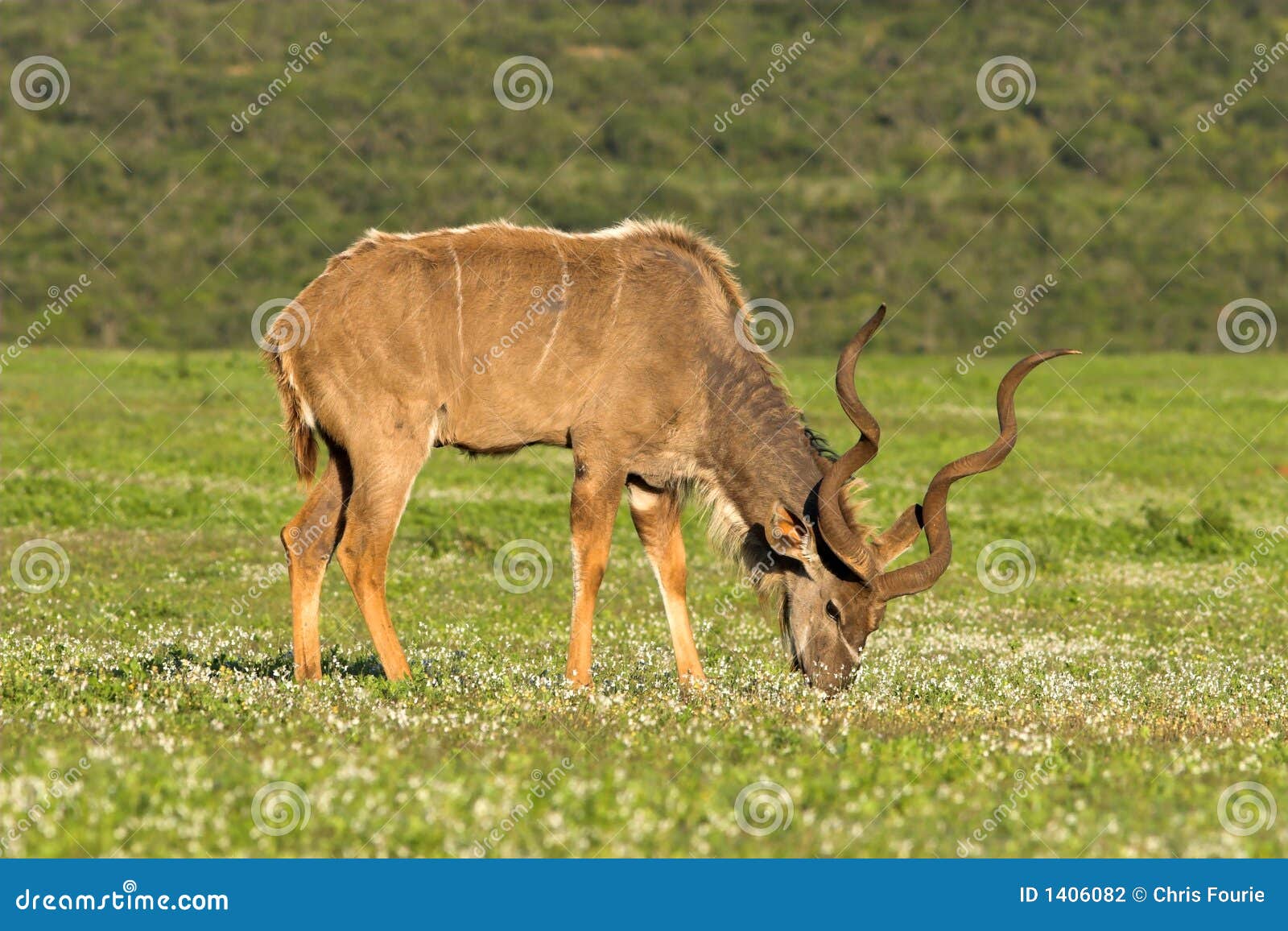 Kudu Feeding stock photo. Image of mammals, horns, tragelaphus - 1406082