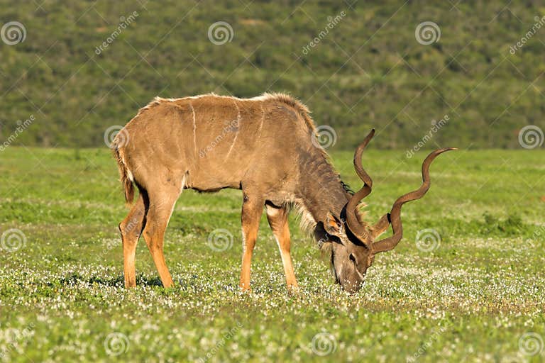 Kudu Feeding stock photo. Image of mammals, horns, tragelaphus - 1406082