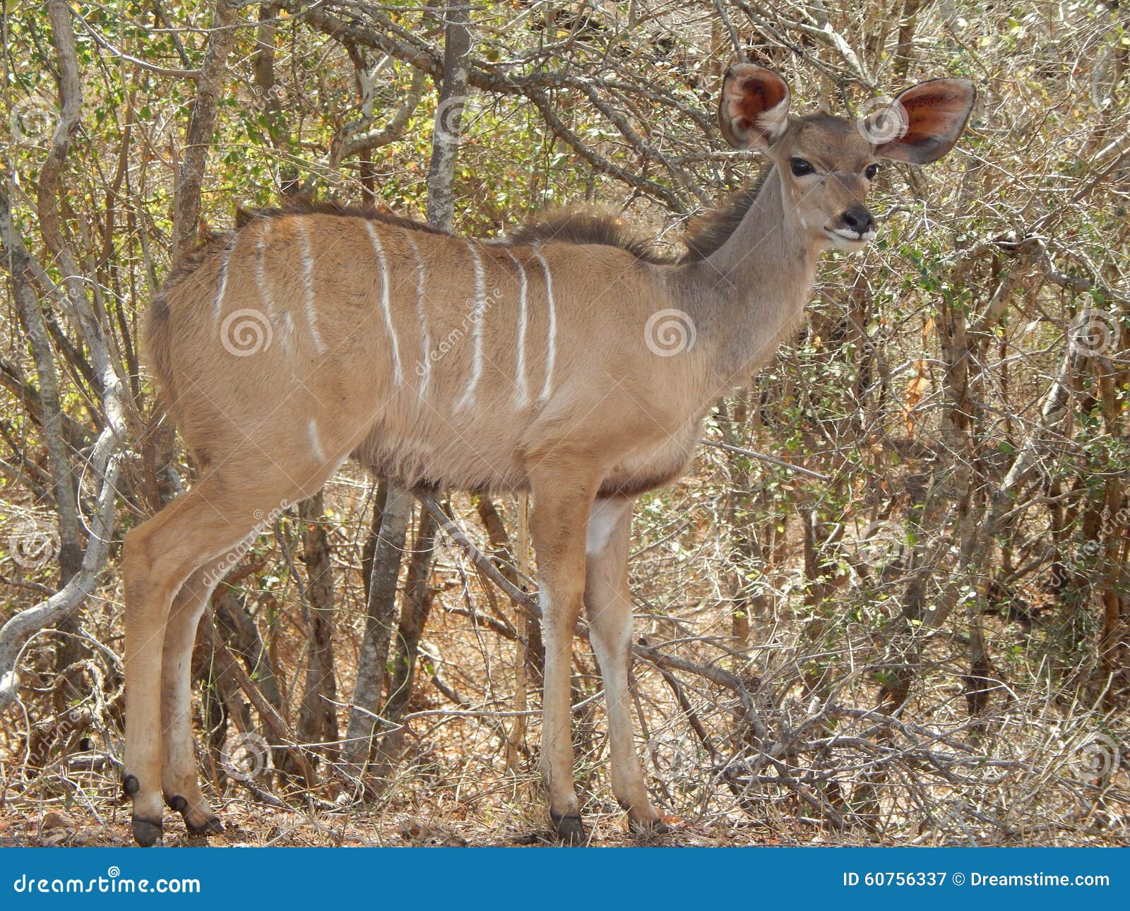 Kudu stock image. Image of alone, buck, full, national - 60756337