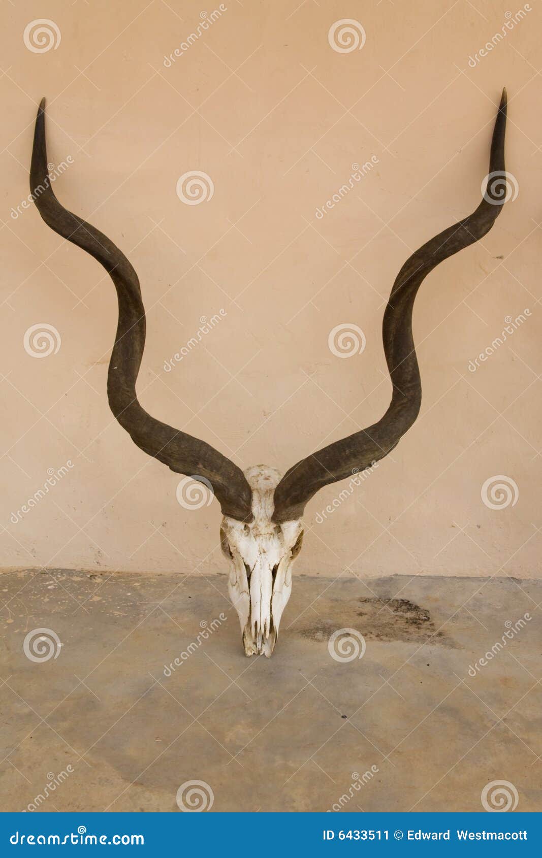 African Kudu Skull