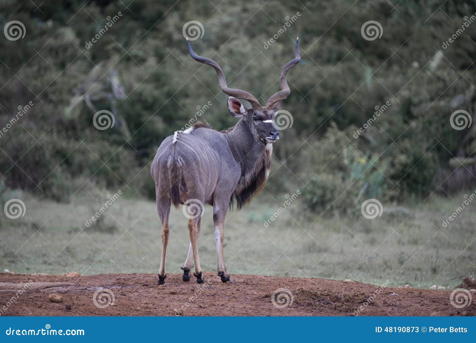 Kudu King stock image. Image of nature, muscular, wildlife - 48190873