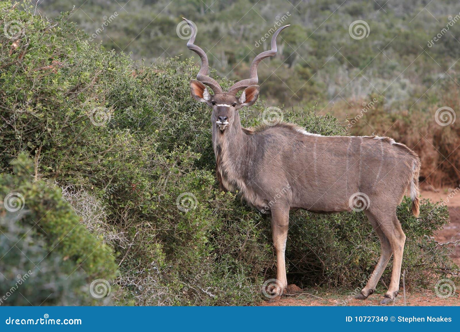Kudu Male Alert stock image. Image of bush, neck, outdoor - 10727349