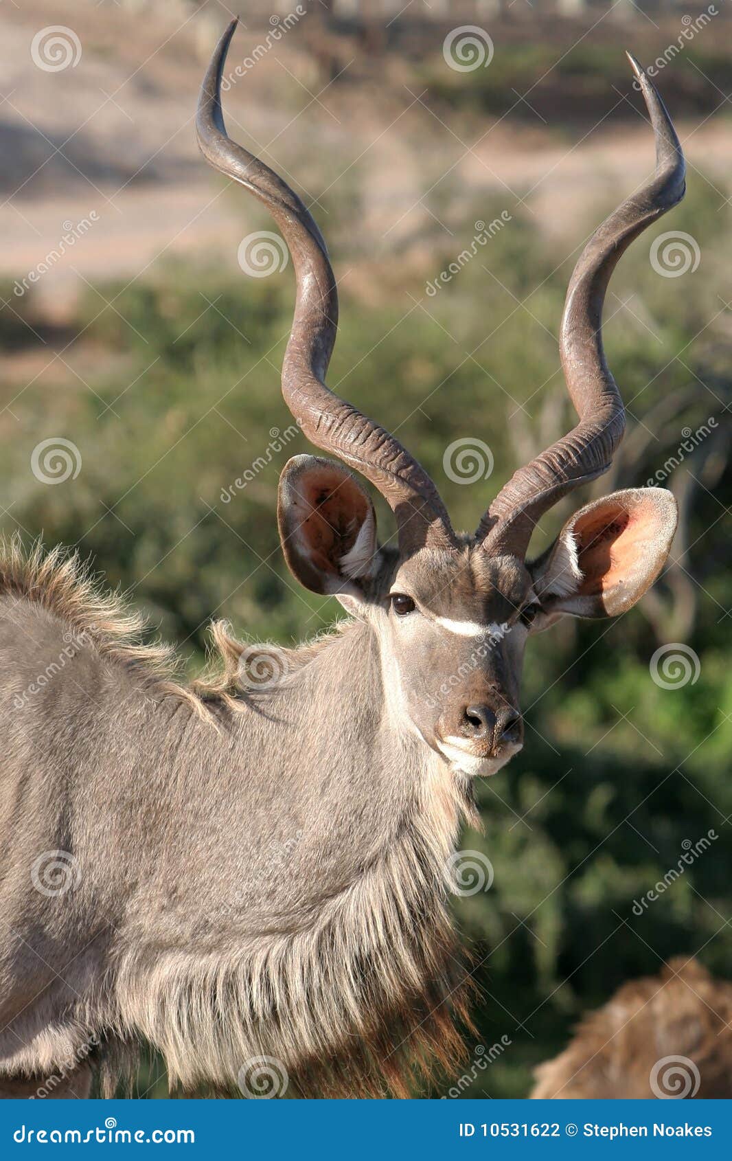 Kudu Male Buck stock photo. Image of conservation, savanna - 10531622